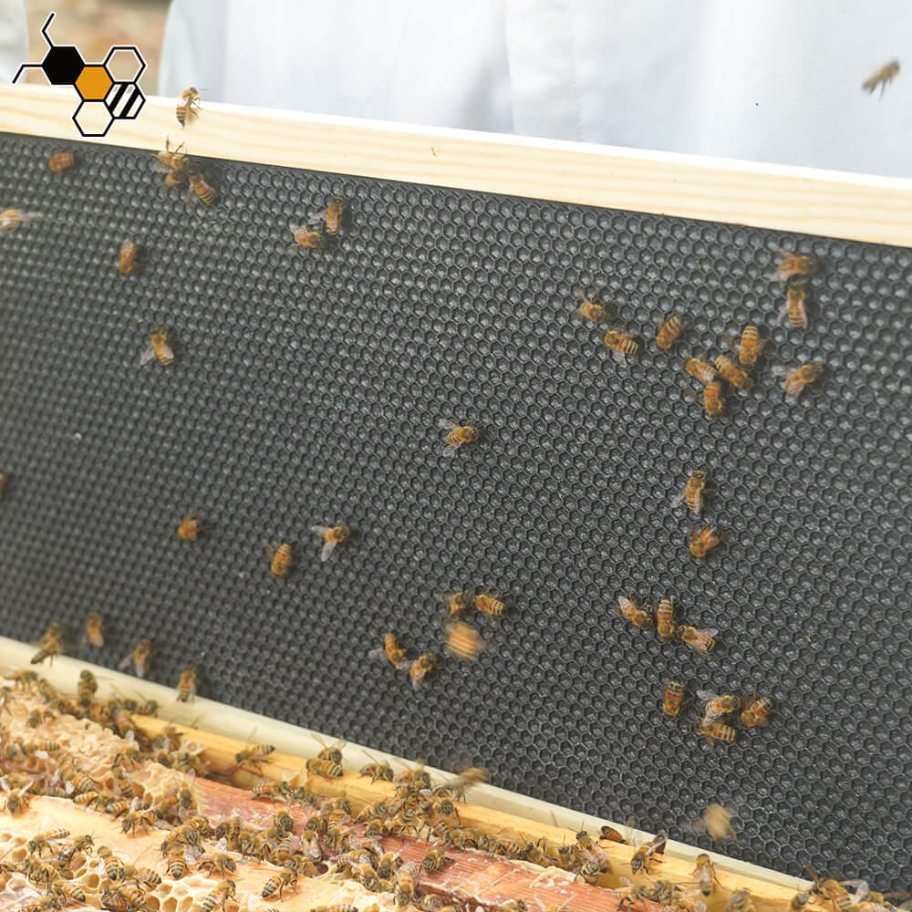 Plastic Bee Foundation | MULTI-SWEET GROUP