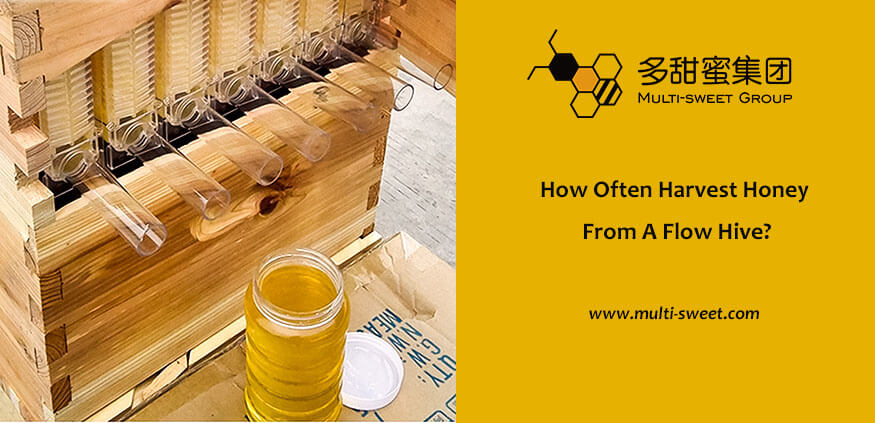 How Often Harvest Honey From Flow Honey? | MULTI-SWEET GROUP
