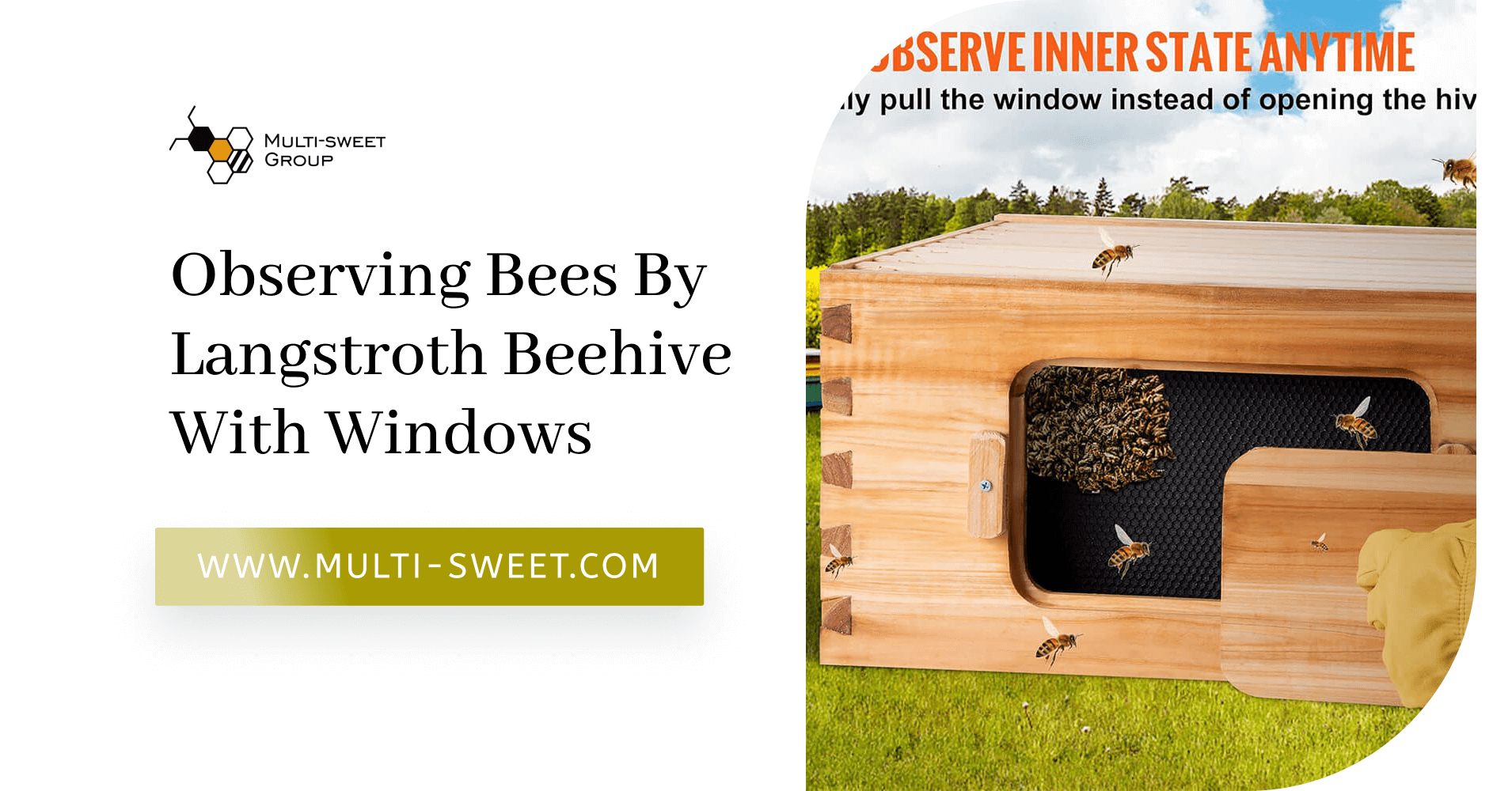 Observing Bees By Langstroth Beehive With Windows | MULTI-SWEET GROUP