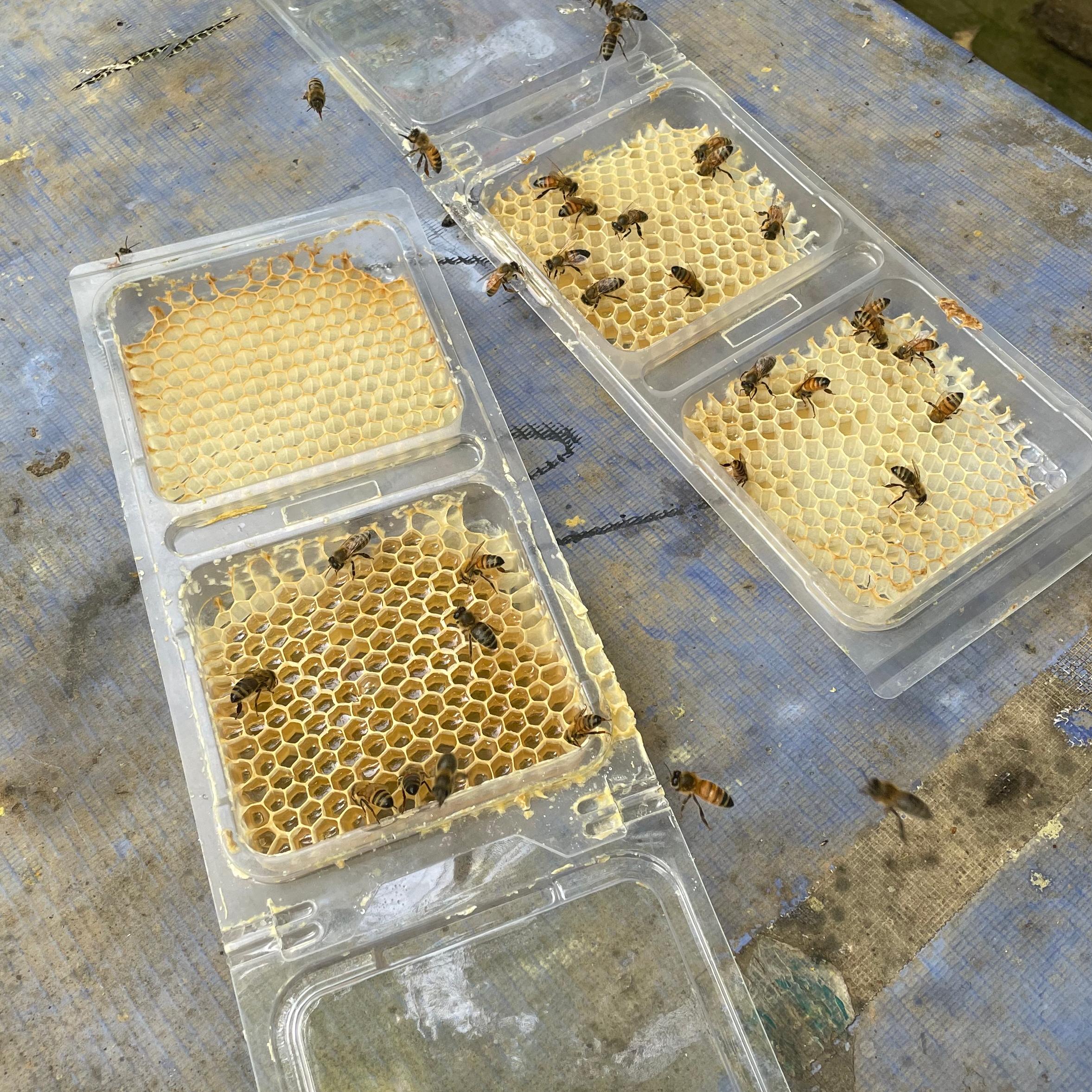Langstroth Comb Honey Containers | OEM & Wholesale